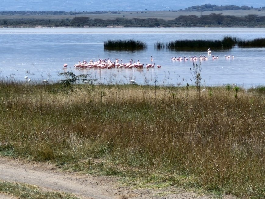 Top Attractions to Explore Around Ayza Elementaita Resort - SFS - News ...